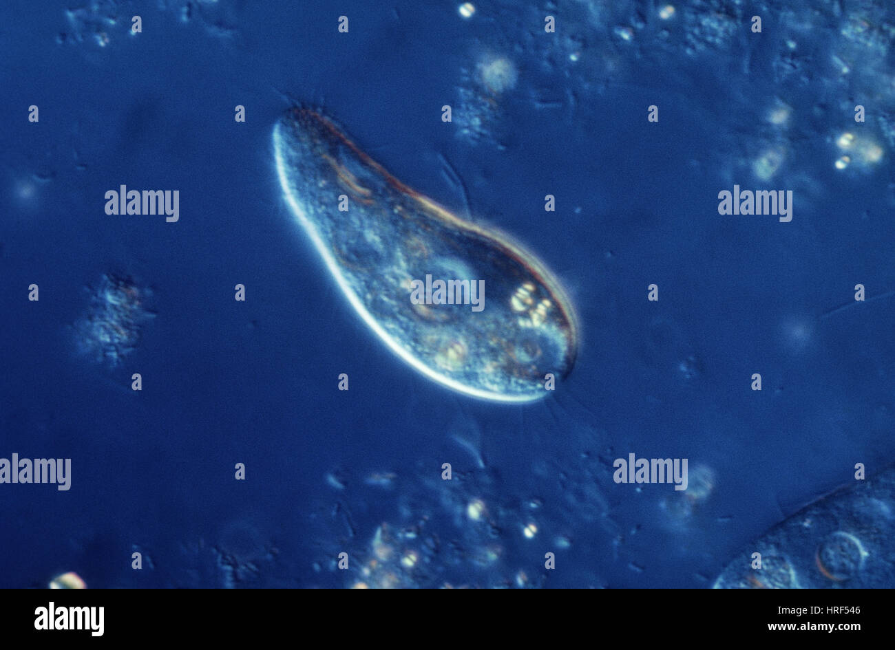Protozoa, Colpidium, LM Stock Photo - Alamy