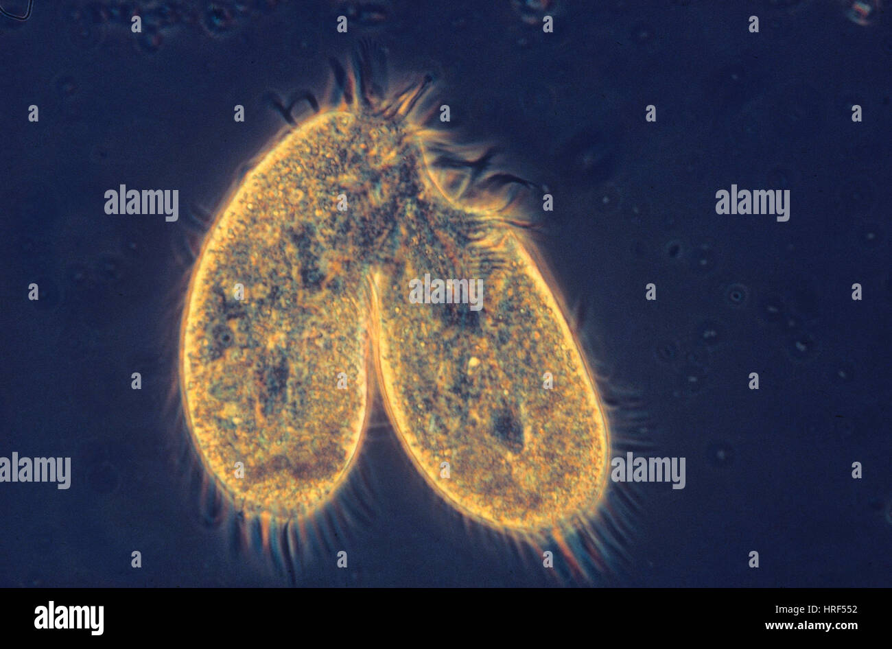 Stylonychia hi-res stock photography and images - Alamy