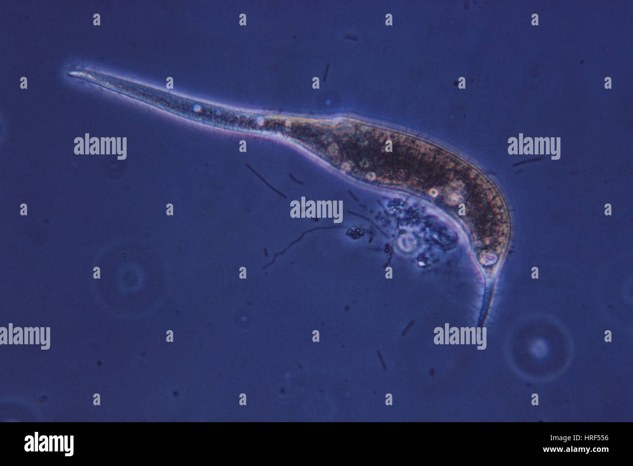 Dileptus hi-res stock photography and images - Alamy