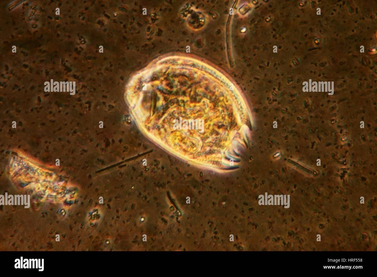 Diplodinium sp hi-res stock photography and images - Alamy