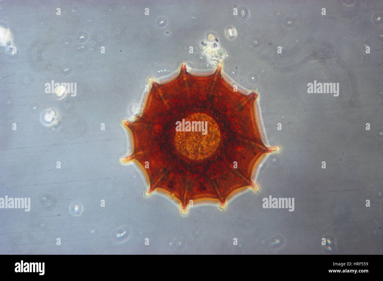 Testate amoebae hi-res stock photography and images - Alamy