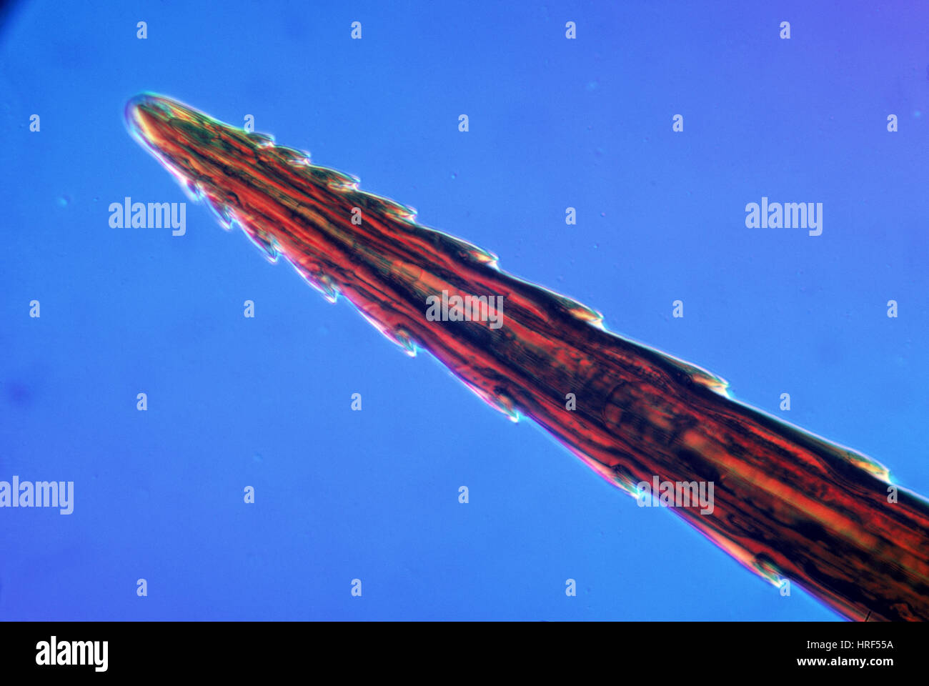 Bee stinger closeup hi-res stock photography and images - Alamy