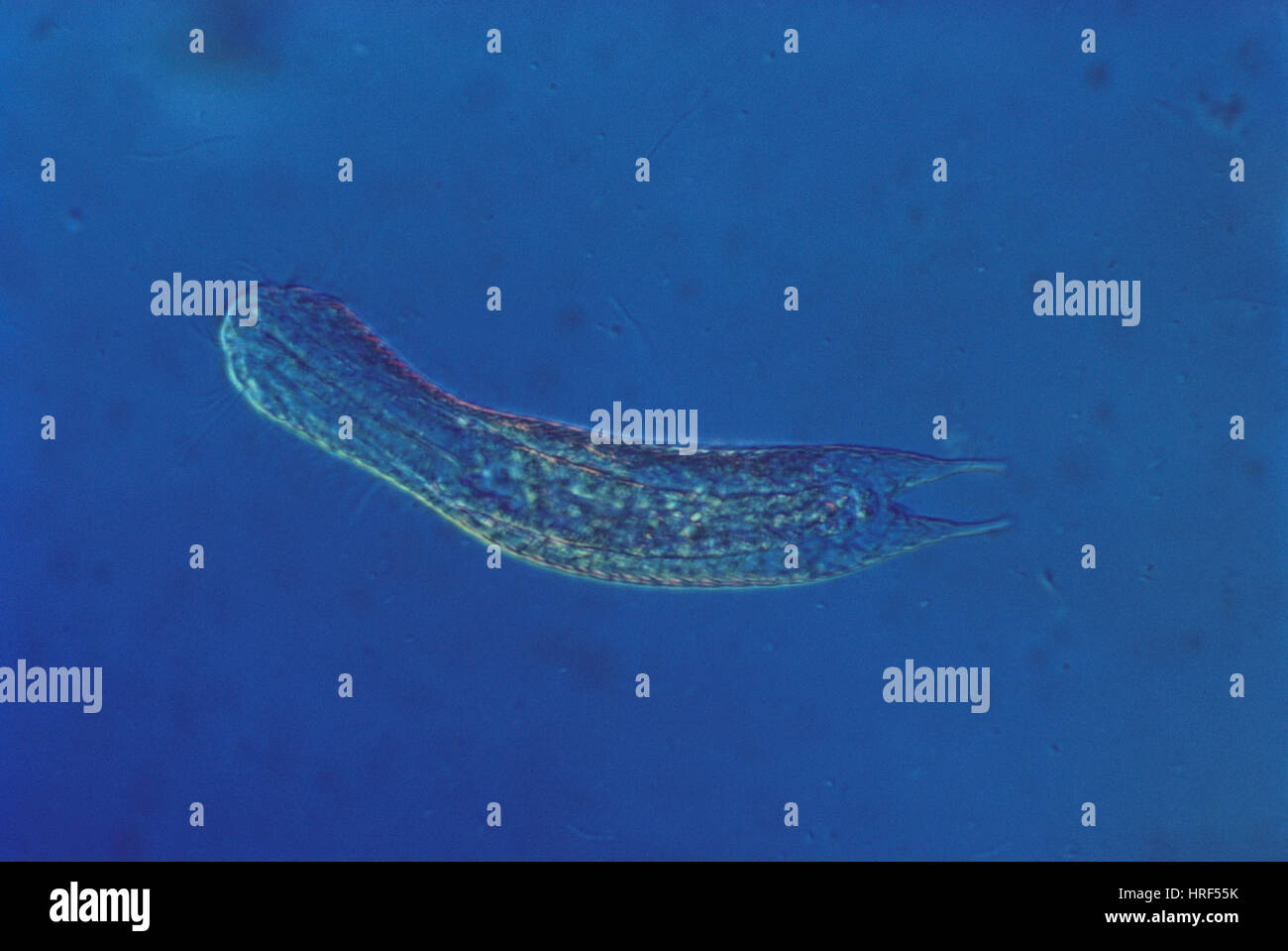 Gastrotricha hi-res stock photography and images - Alamy