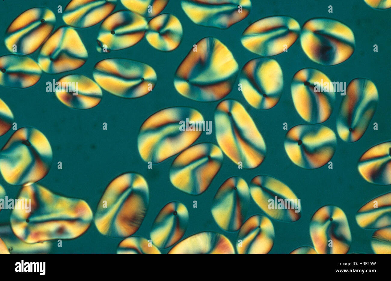 Potato starch grains light hi-res stock photography and images - Alamy