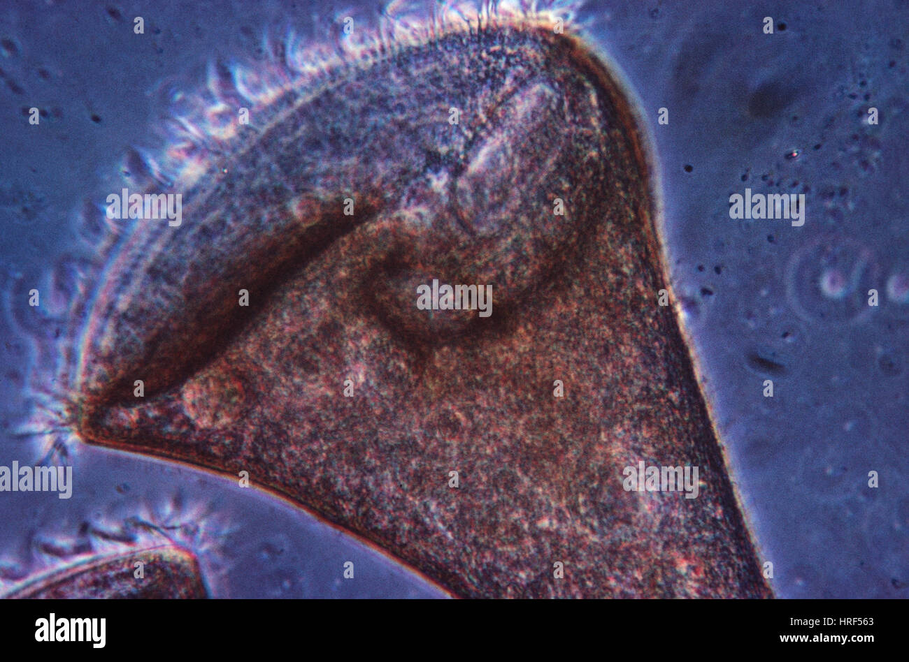 Stentor coeruleus hi-res stock photography and images - Alamy
