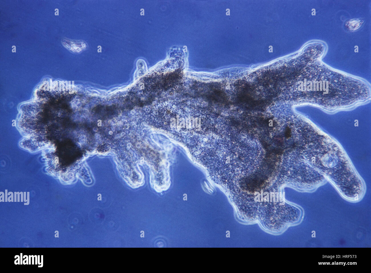 Pelomyxa carolinensis (LM Stock Photo - Alamy