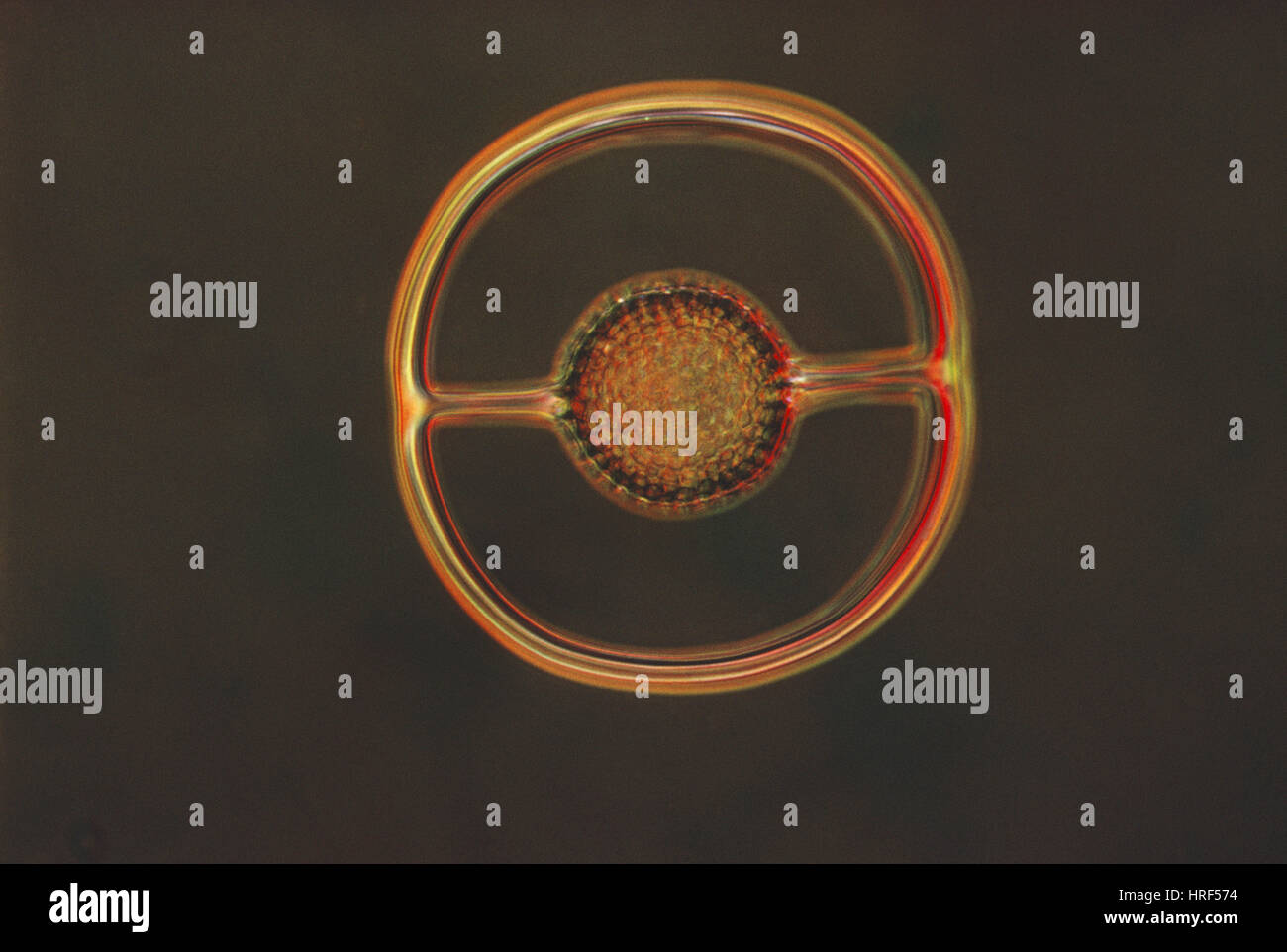 Rhizaria hi-res stock photography and images - Alamy