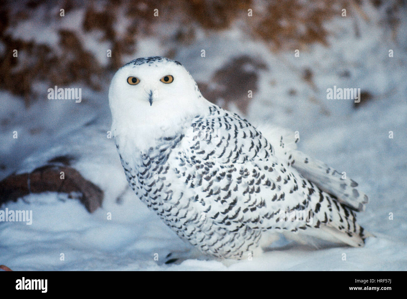 Snowy owl in captivity hi-res stock photography and images - Alamy