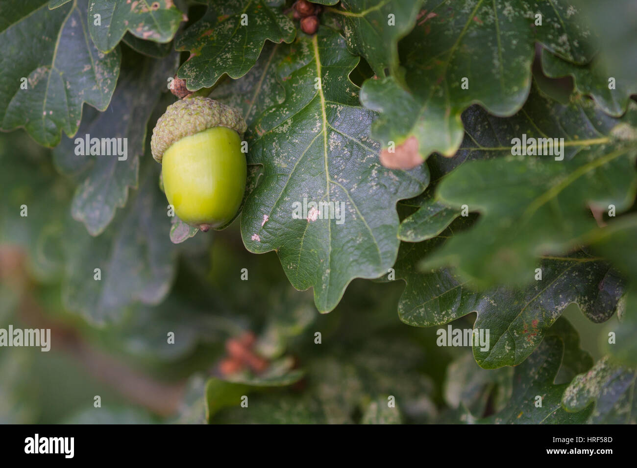 acorn on oak tree Stock Photo - Alamy