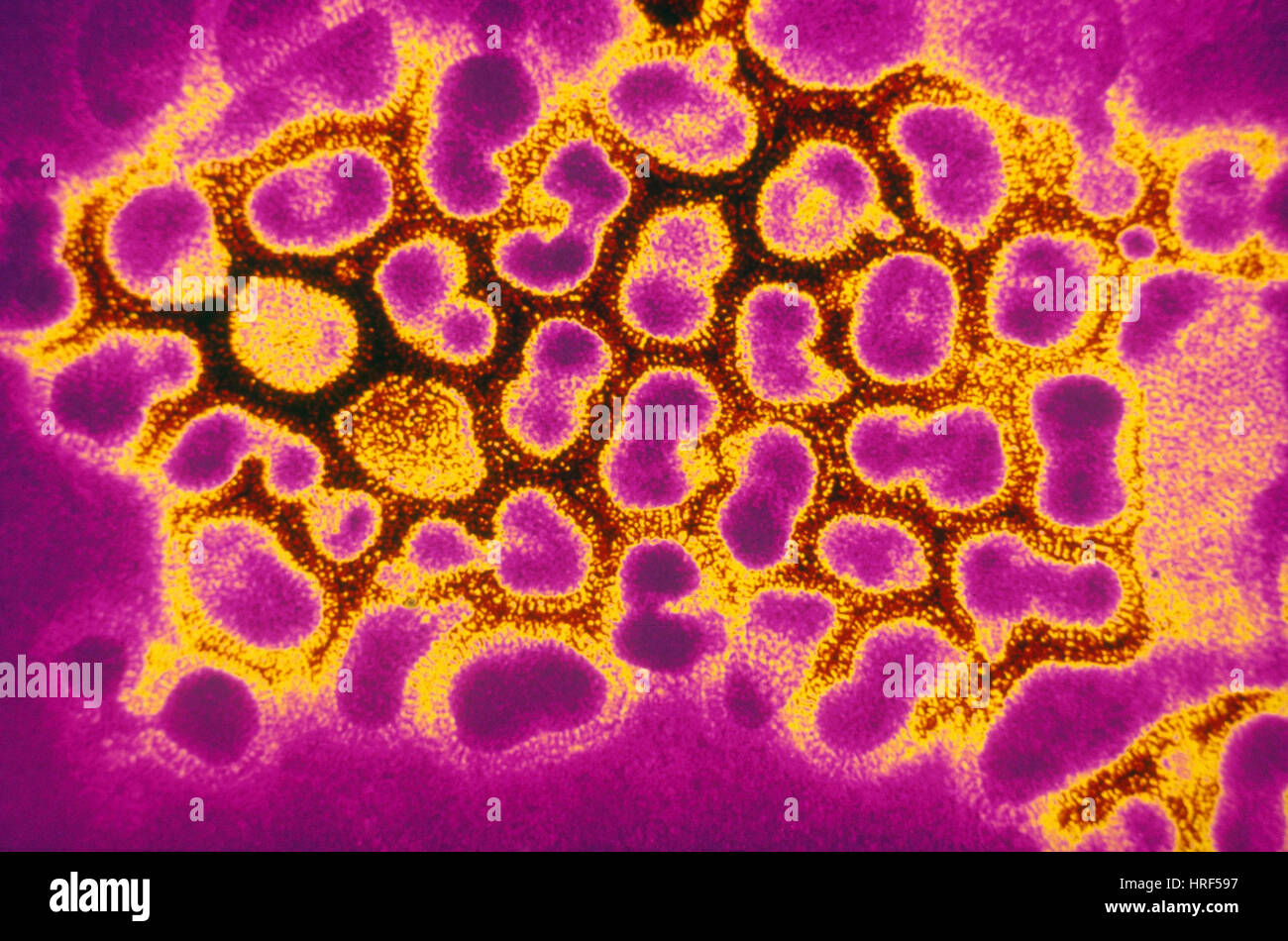 Virus microscopy hi-res stock photography and images - Alamy