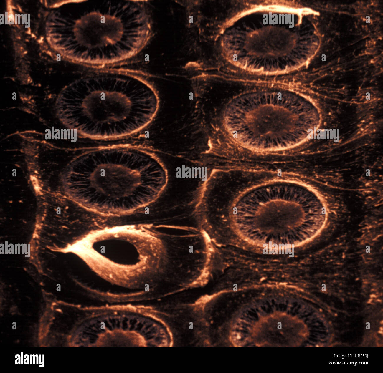 Xylem tissue hi-res stock photography and images - Alamy