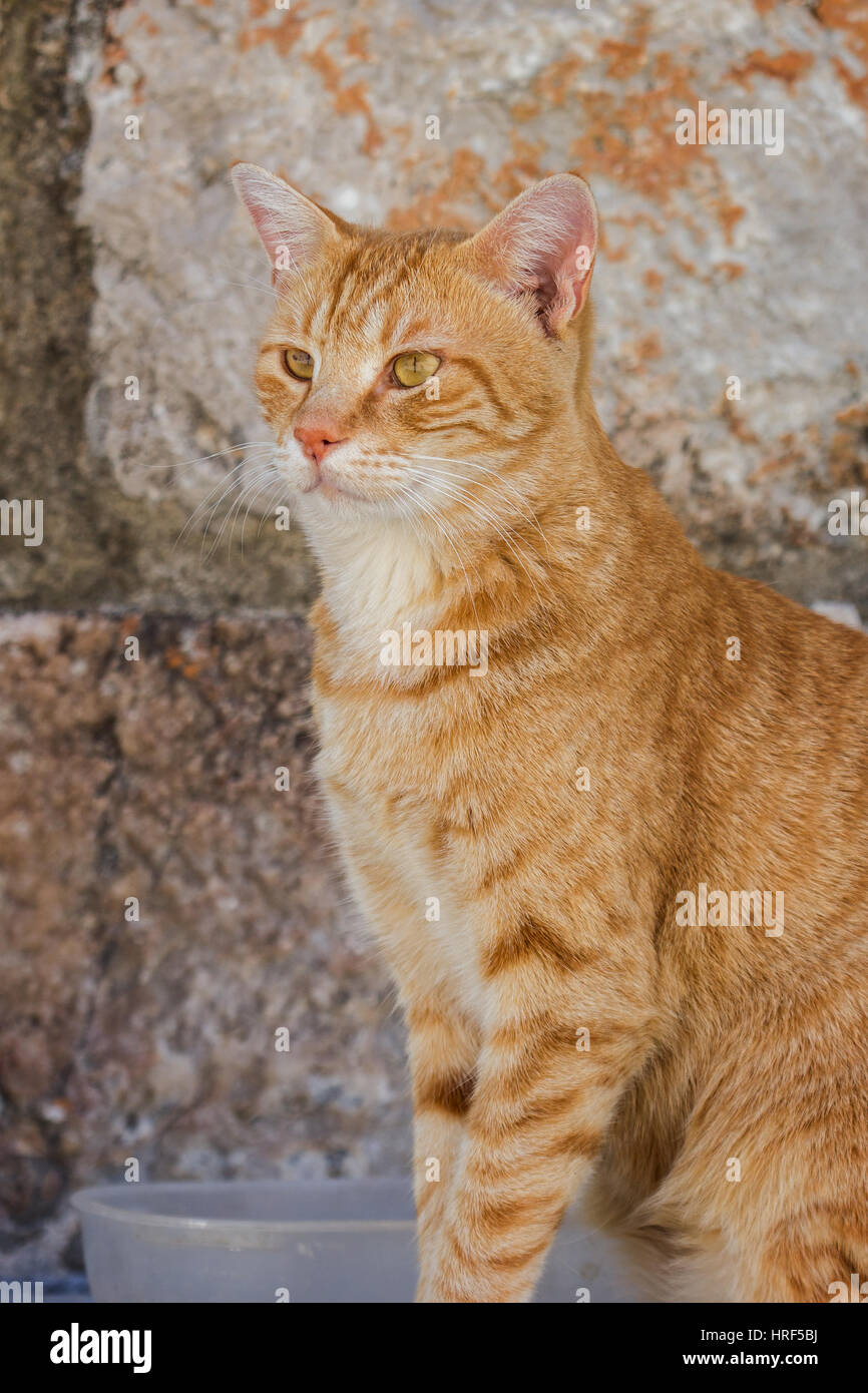 Old stone cat hi-res stock photography and images - Alamy