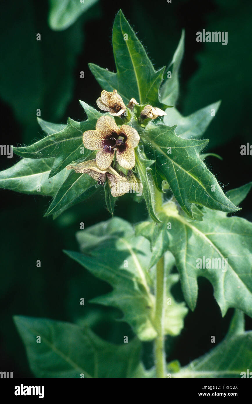 Henbane (Hyoscyamus niger Stock Photo - Alamy