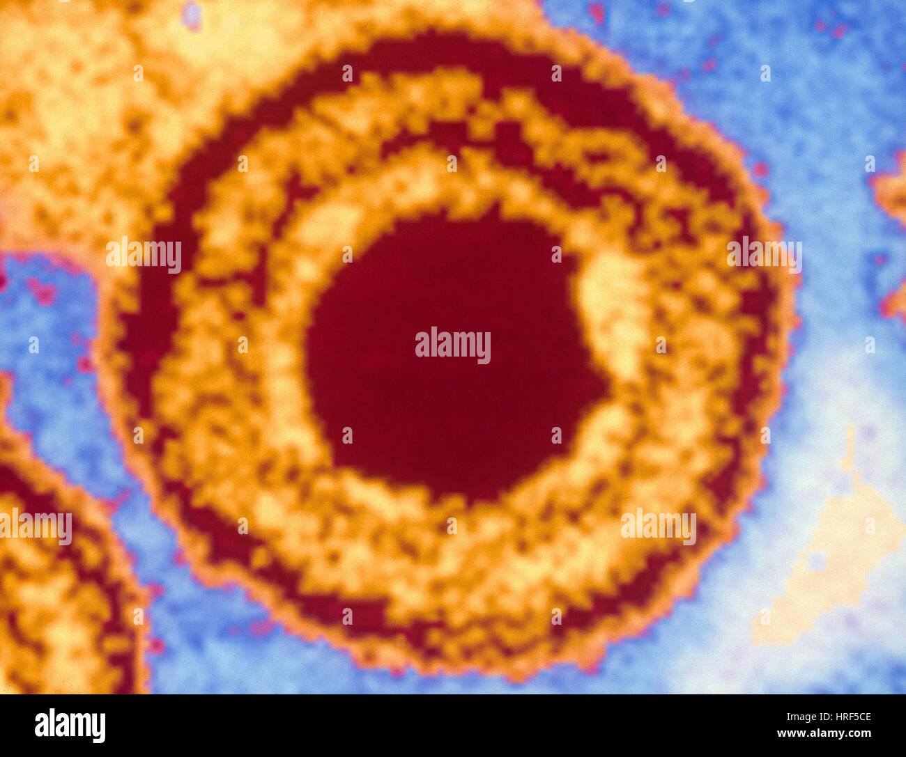 Tem membrane hi-res stock photography and images - Alamy