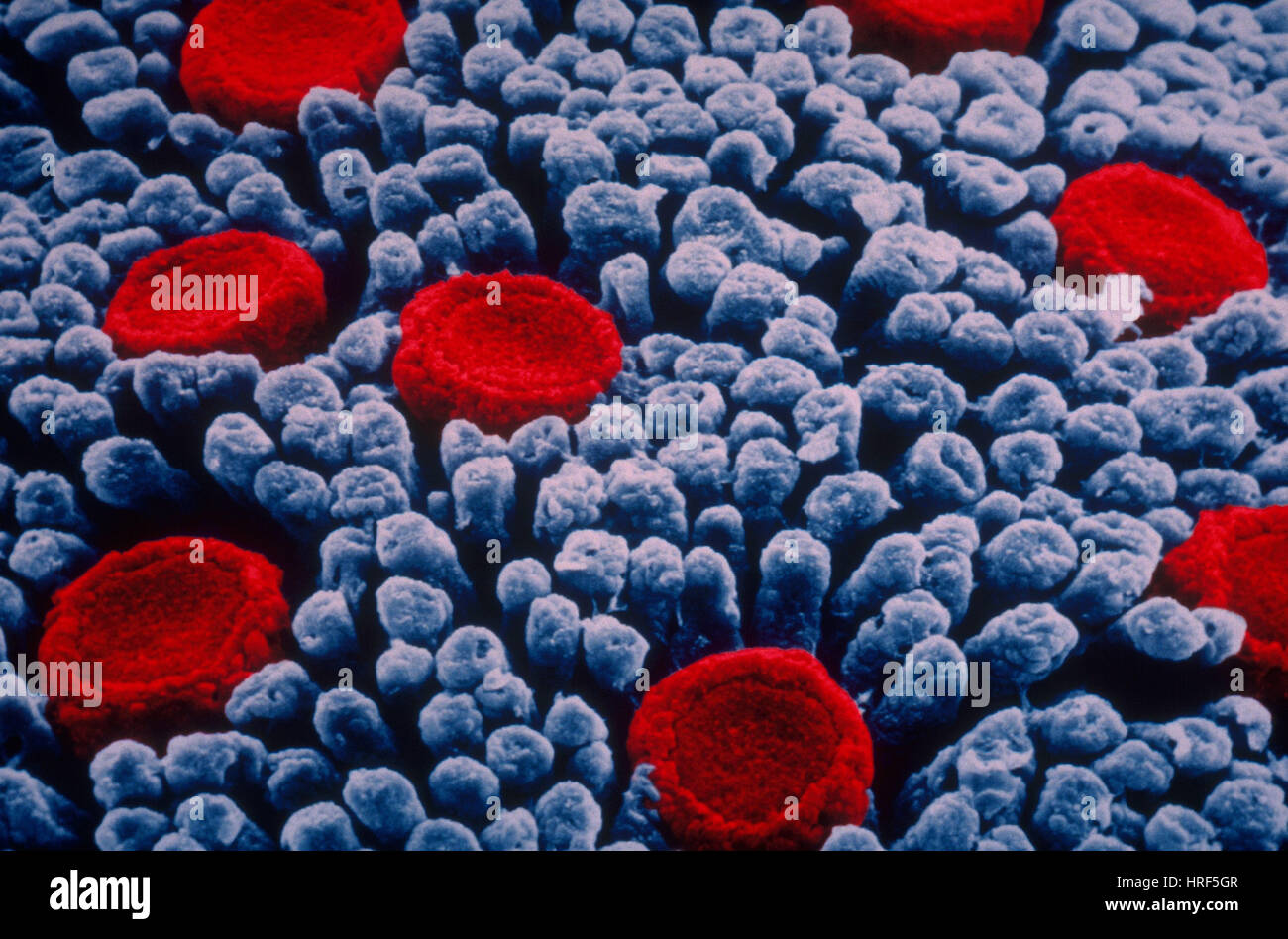 Tongue Taste Buds Stock Photos & Tongue Taste Buds Stock Images - Alamy