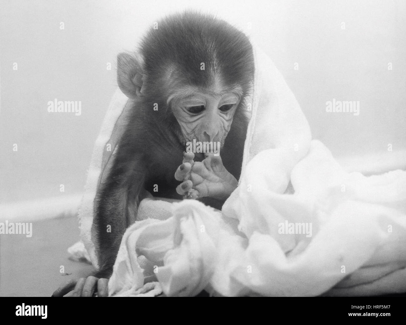 Harry harlow monkey hi-res stock photography and images - Alamy