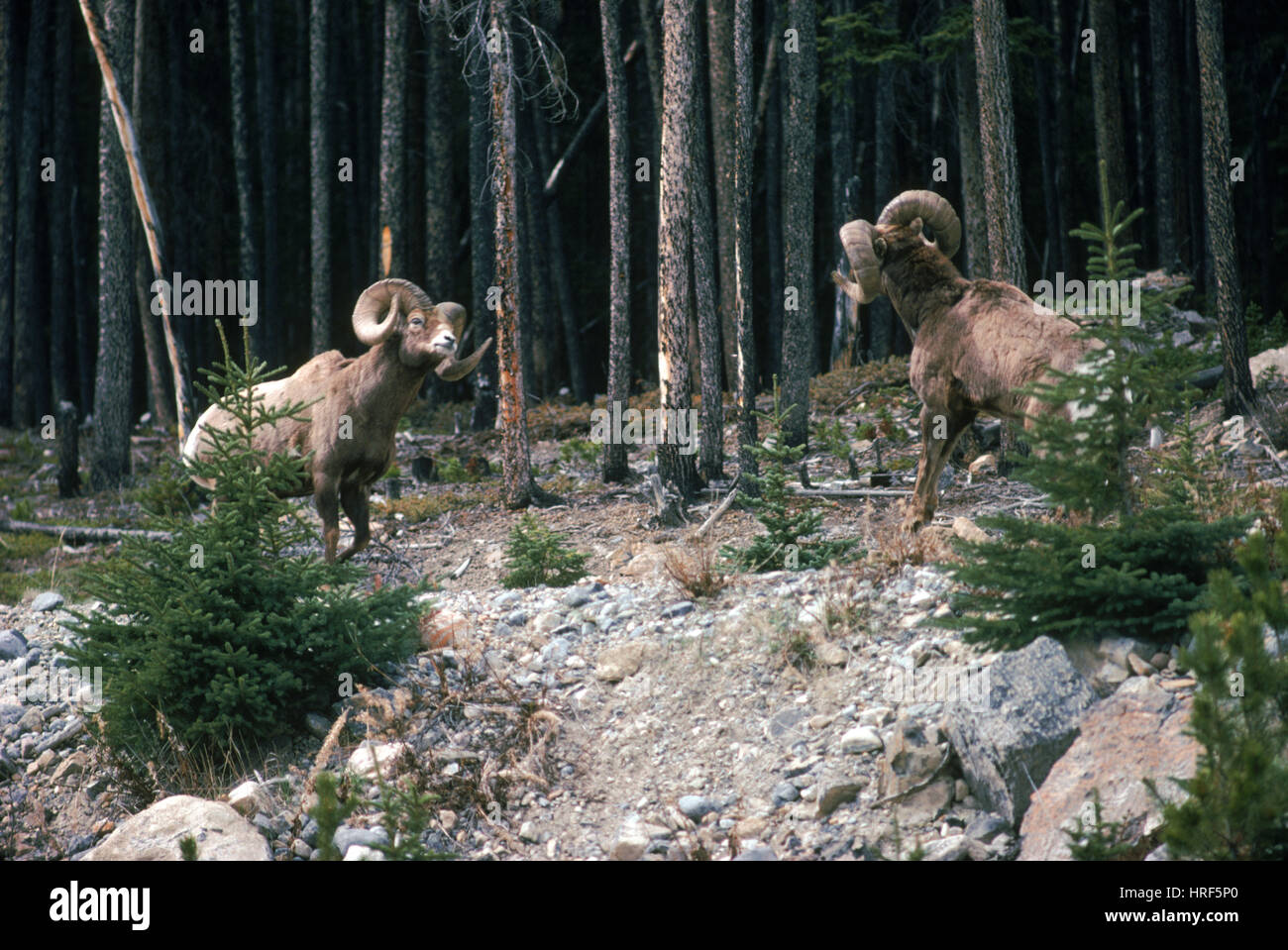 Bighorn Sheep Fighting Stock Photos & Bighorn Sheep Fighting Stock ...