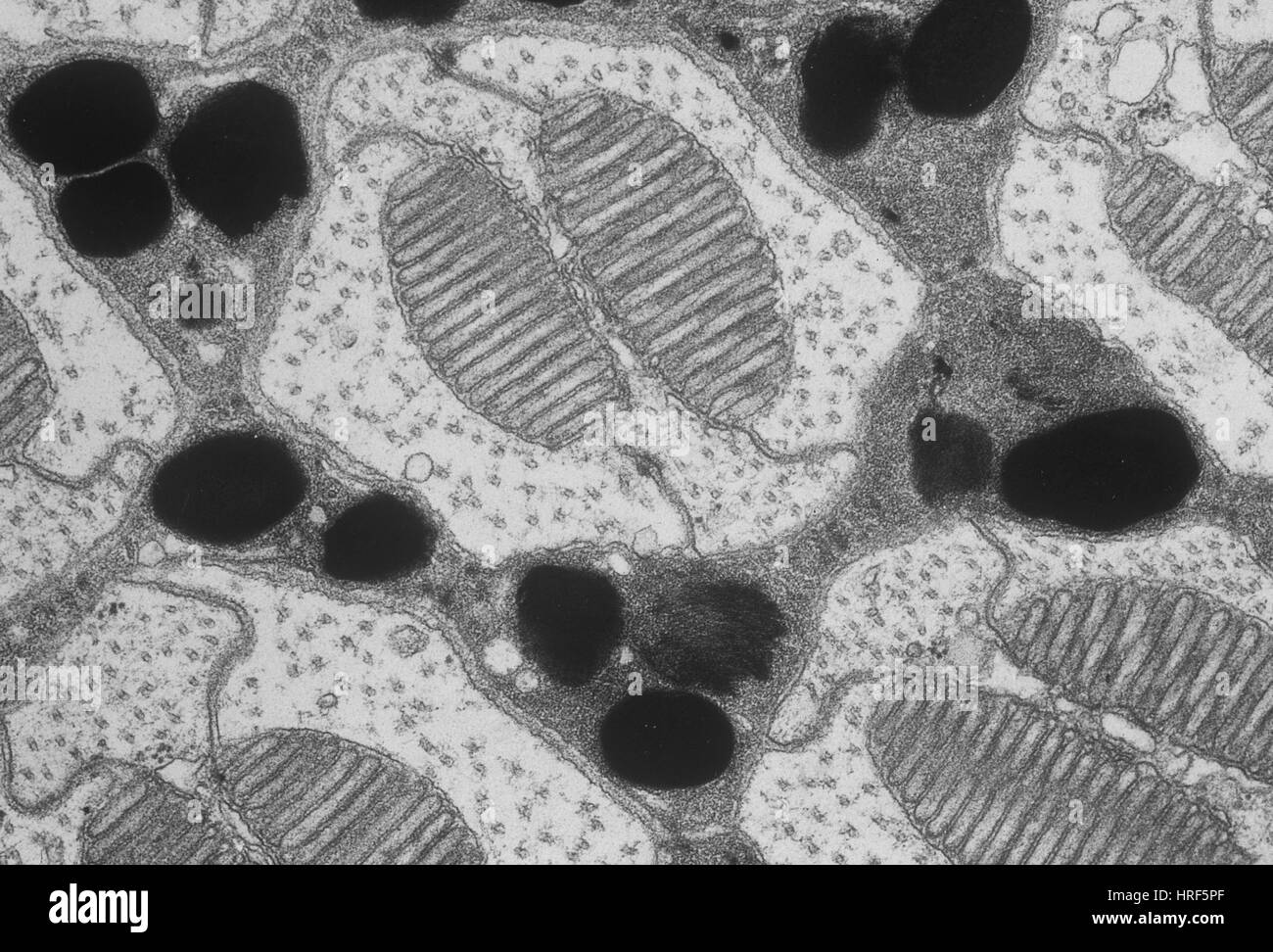 Rhabdomeres hi-res stock photography and images - Alamy