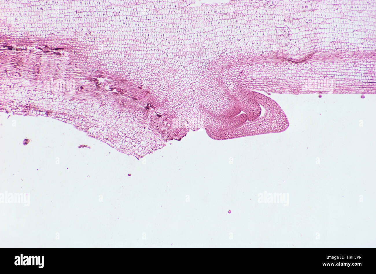 Lateral bud hi-res stock photography and images - Alamy