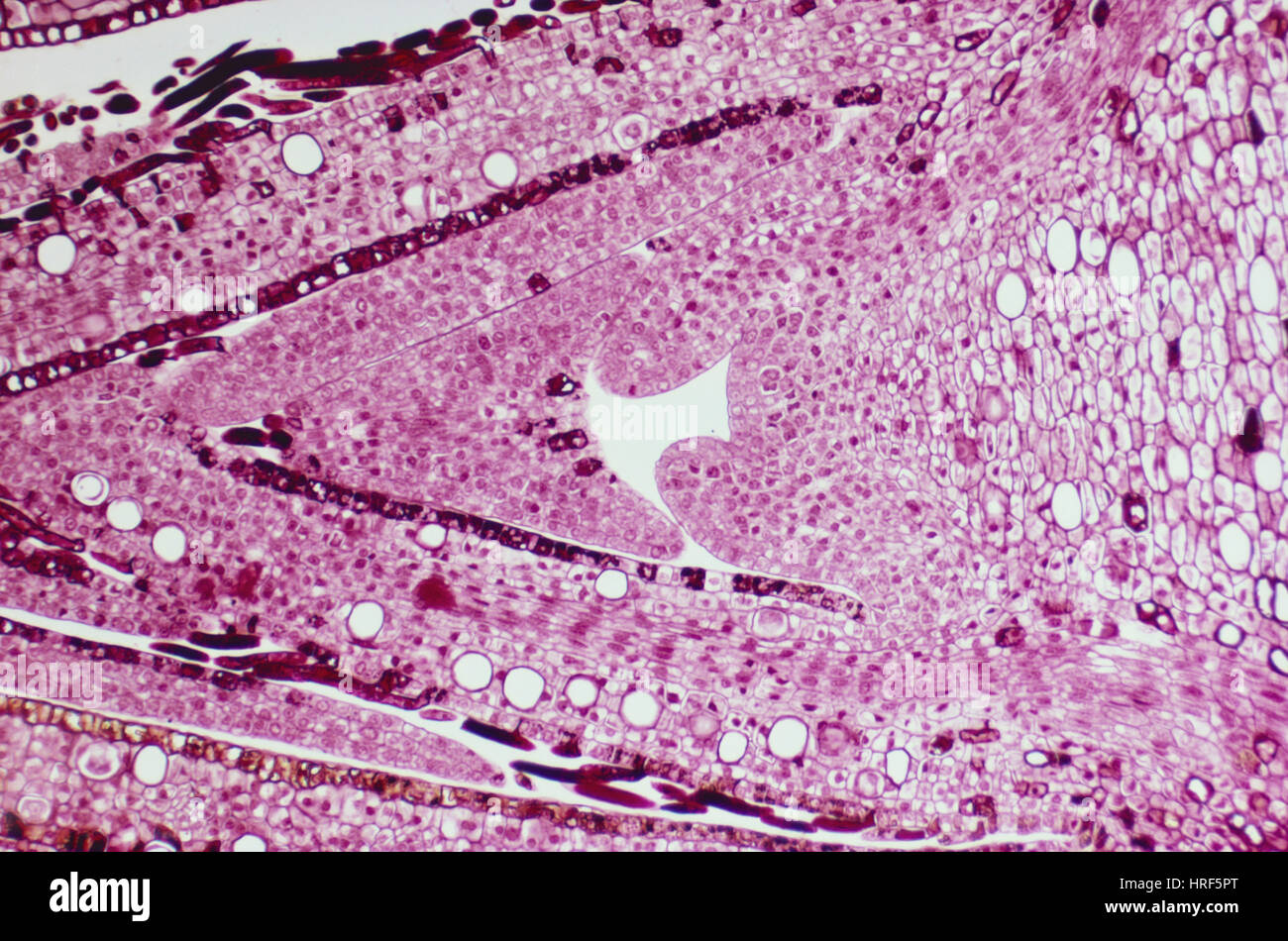 Apical meristem hi-res stock photography and images - Alamy