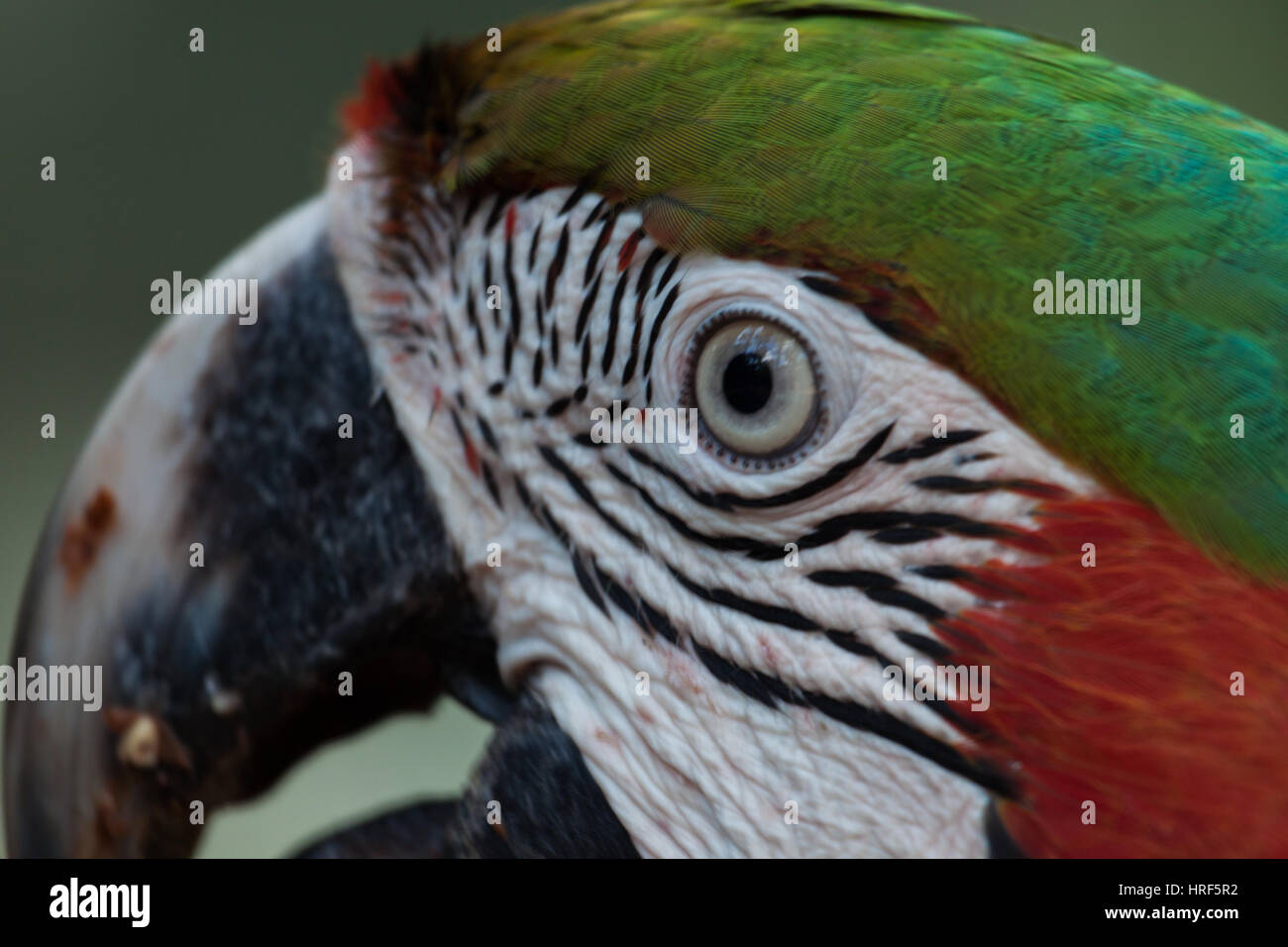 Great Green Macaw (Ara ambiguus) - detail - Photographed in Iguazu ...