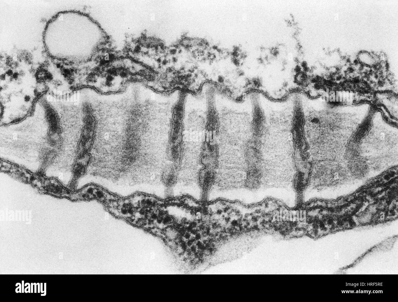 Cell wall plasmodesmata Black and White Stock Photos & Images - Alamy