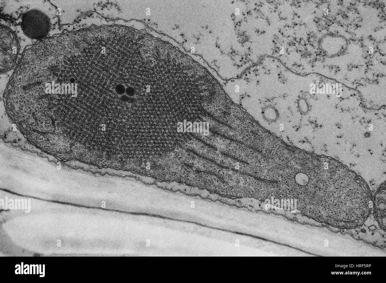 Micrograph chloroplast Black and White Stock Photos & Images - Alamy