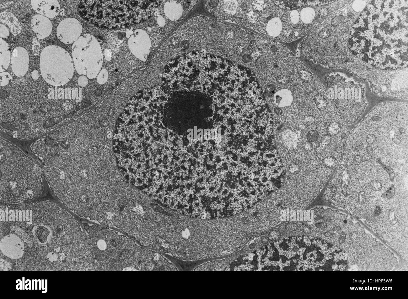 Anatomy plant cell Black and White Stock Photos & Images - Alamy