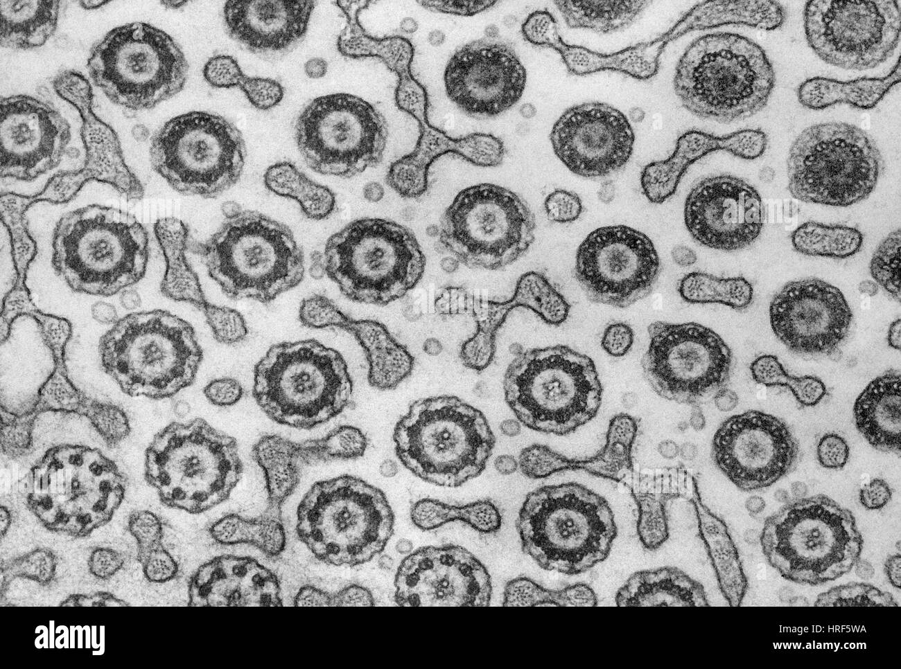 Sperm by Black and White Stock Photos & Images - Alamy