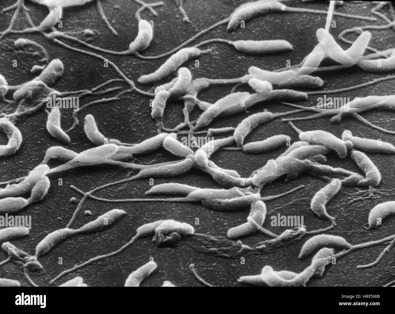 Caulobacter crescentus, SEM Stock Photo - Alamy