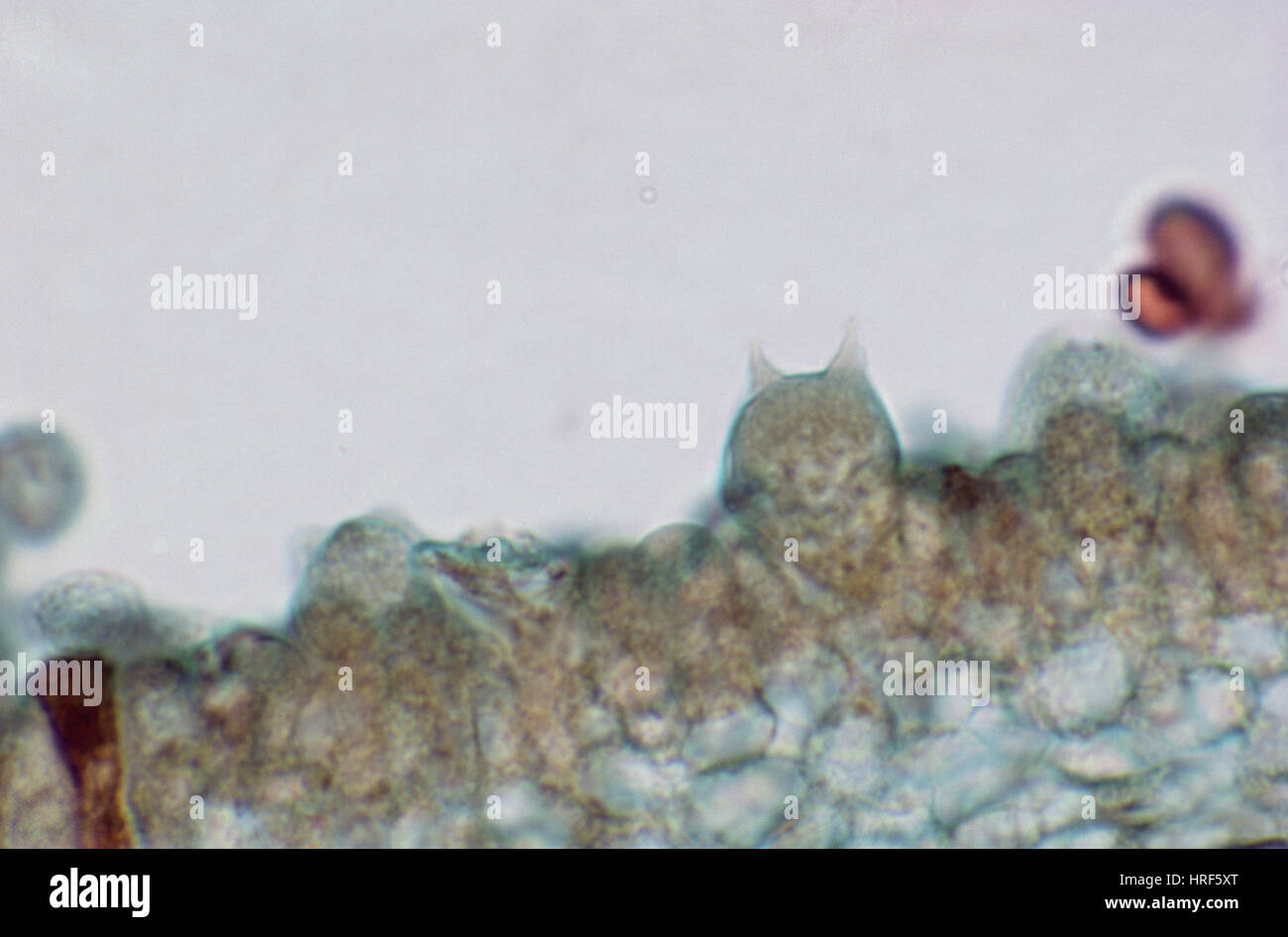 Spore mushroom micrograph hi-res stock photography and images - Alamy