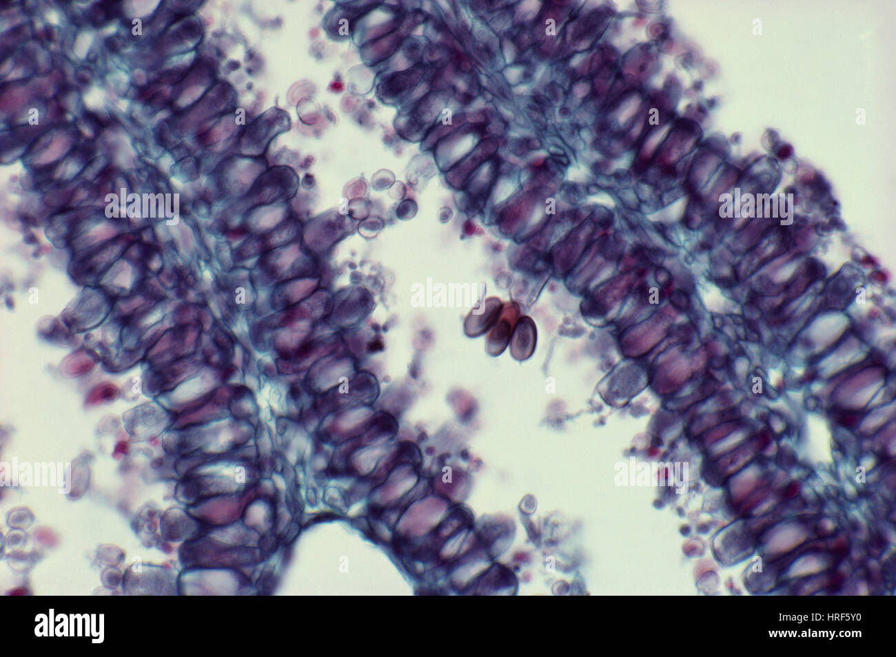 Ink Cap Mushroom Stock Photo - Alamy