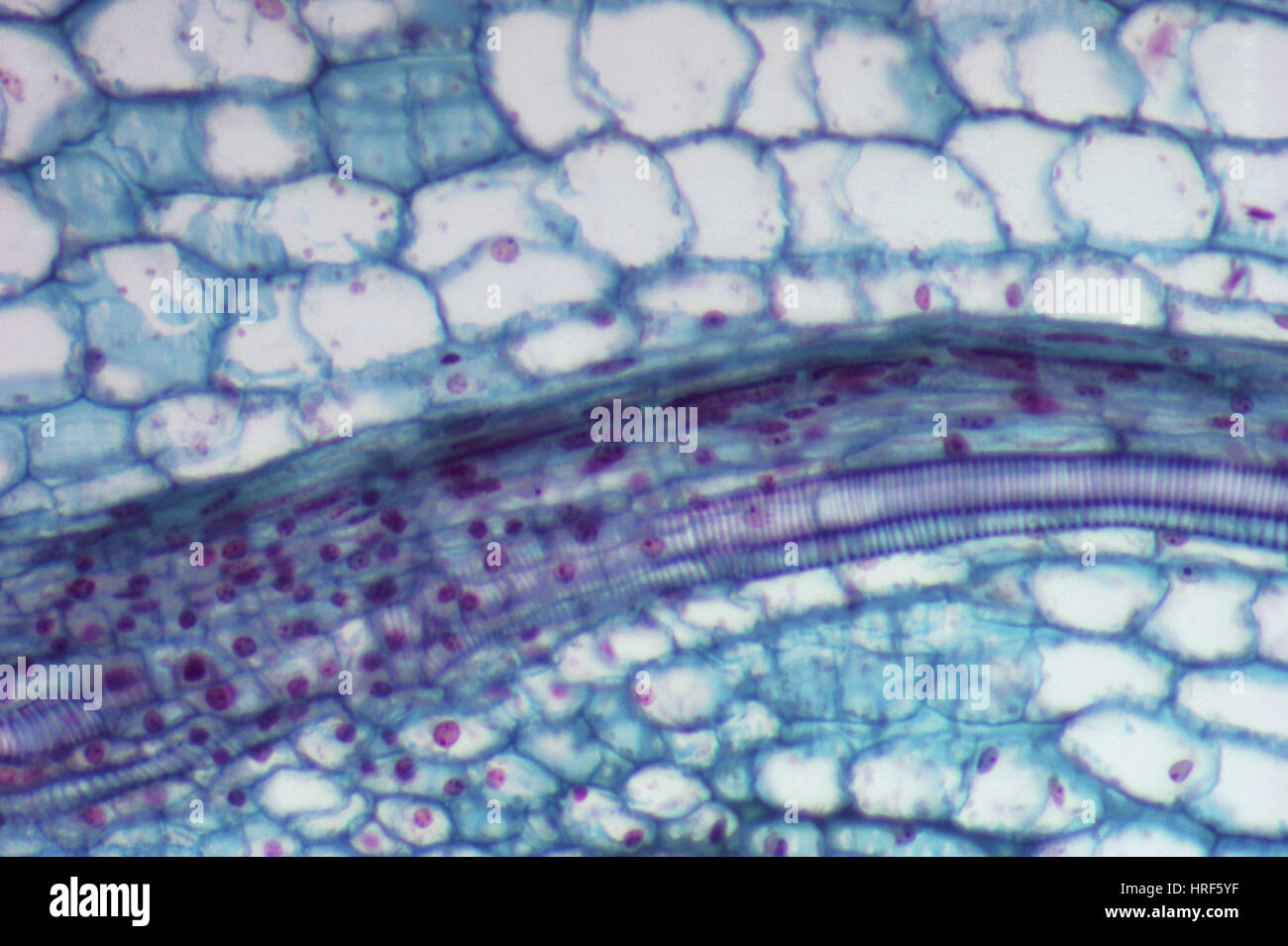 Plant xylem micrograph hi-res stock photography and images - Alamy