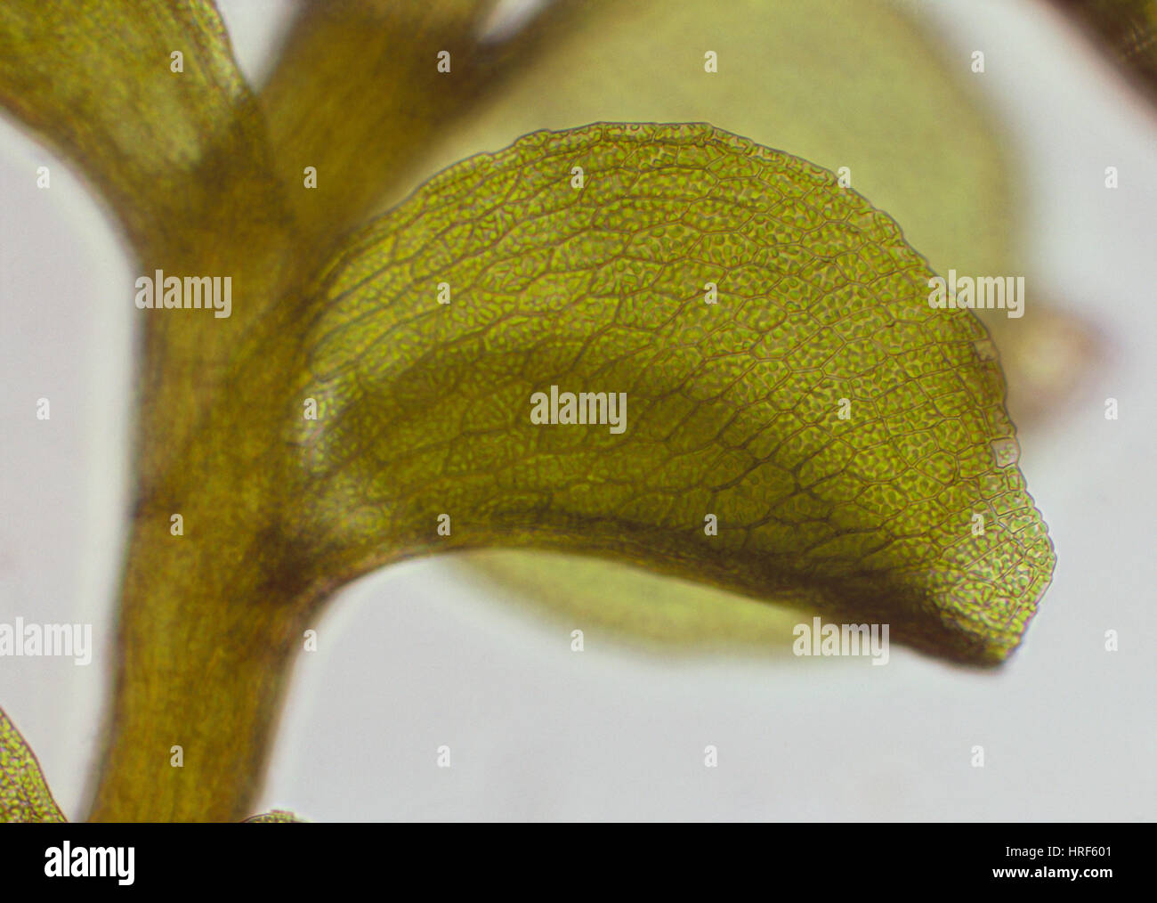 Moss leaf micrograph hi-res stock photography and images - Alamy