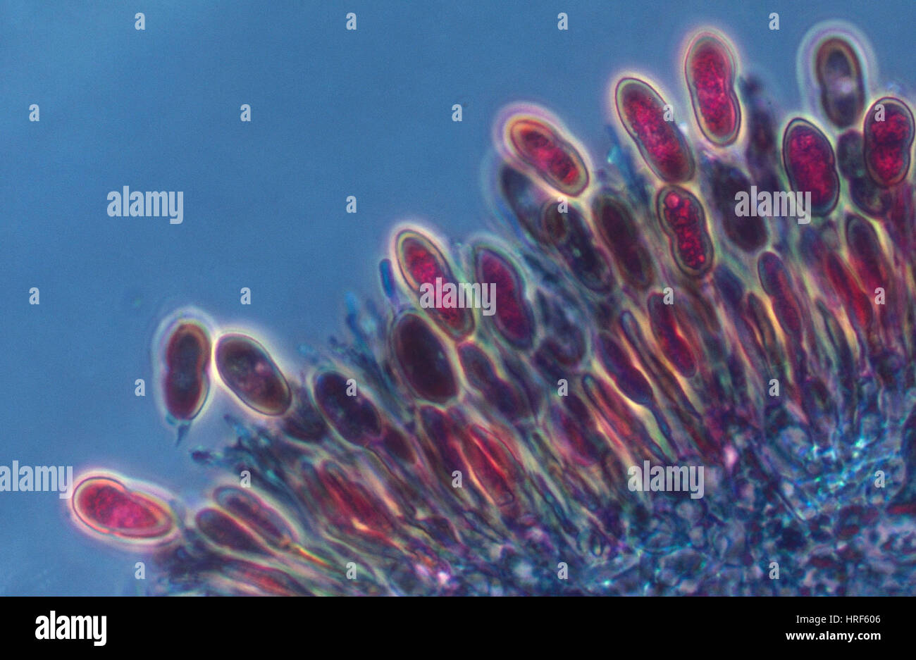 Puccinia graminis hi-res stock photography and images - Alamy