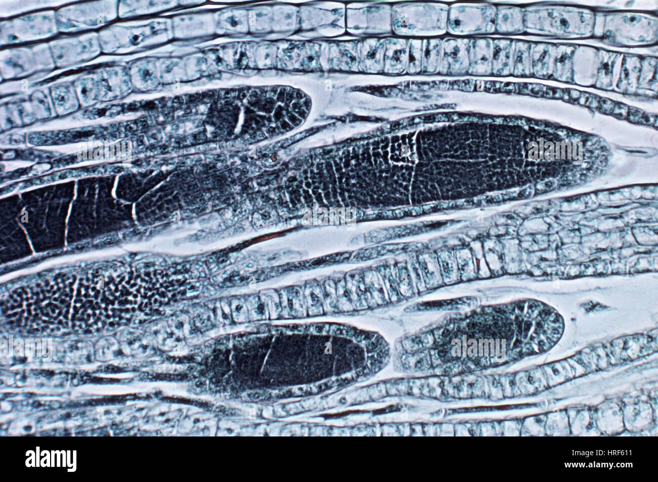 Antheridium hi-res stock photography and images - Alamy