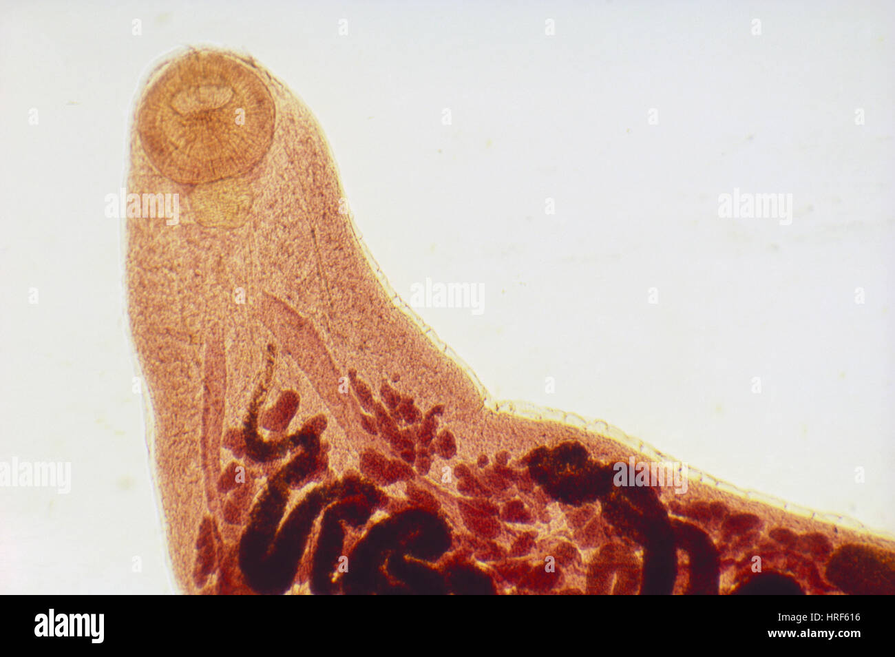 Parasitic fluke hi-res stock photography and images - Alamy