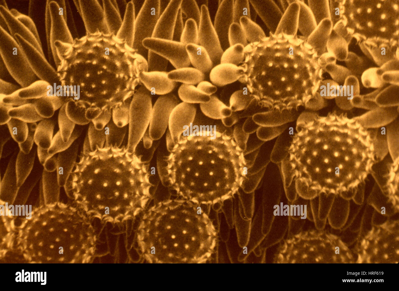 Magnified pollen hi-res stock photography and images - Alamy