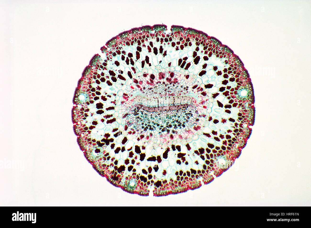 Palisade cell hi-res stock photography and images - Alamy