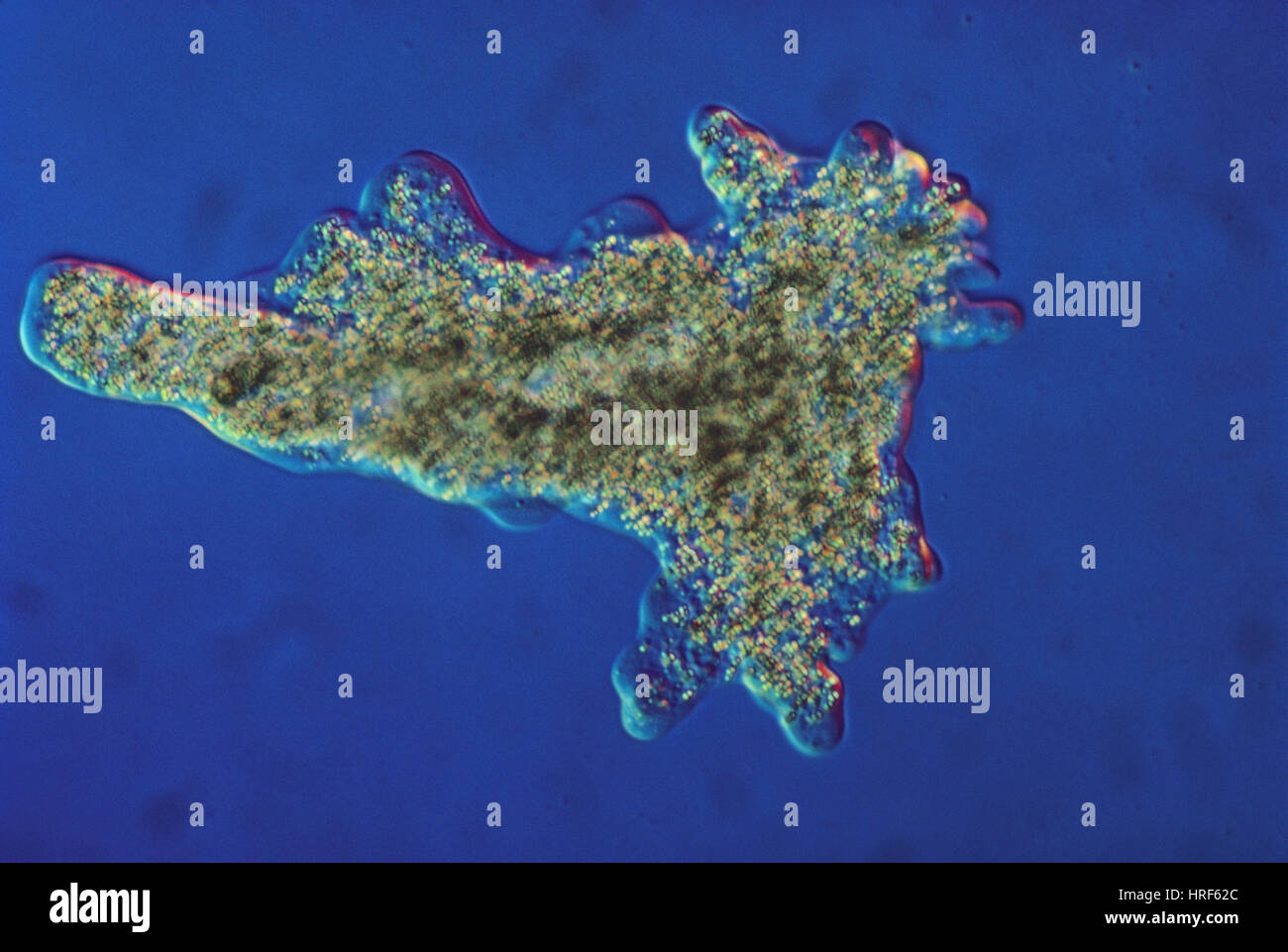 Protist amoeba proteus hi-res stock photography and images - Alamy