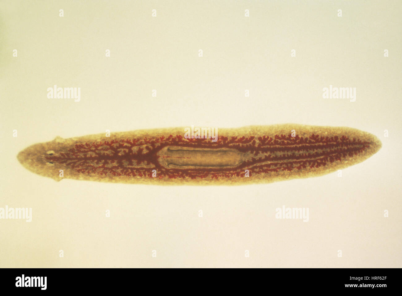 Tricladida planaria hi-res stock photography and images - Alamy