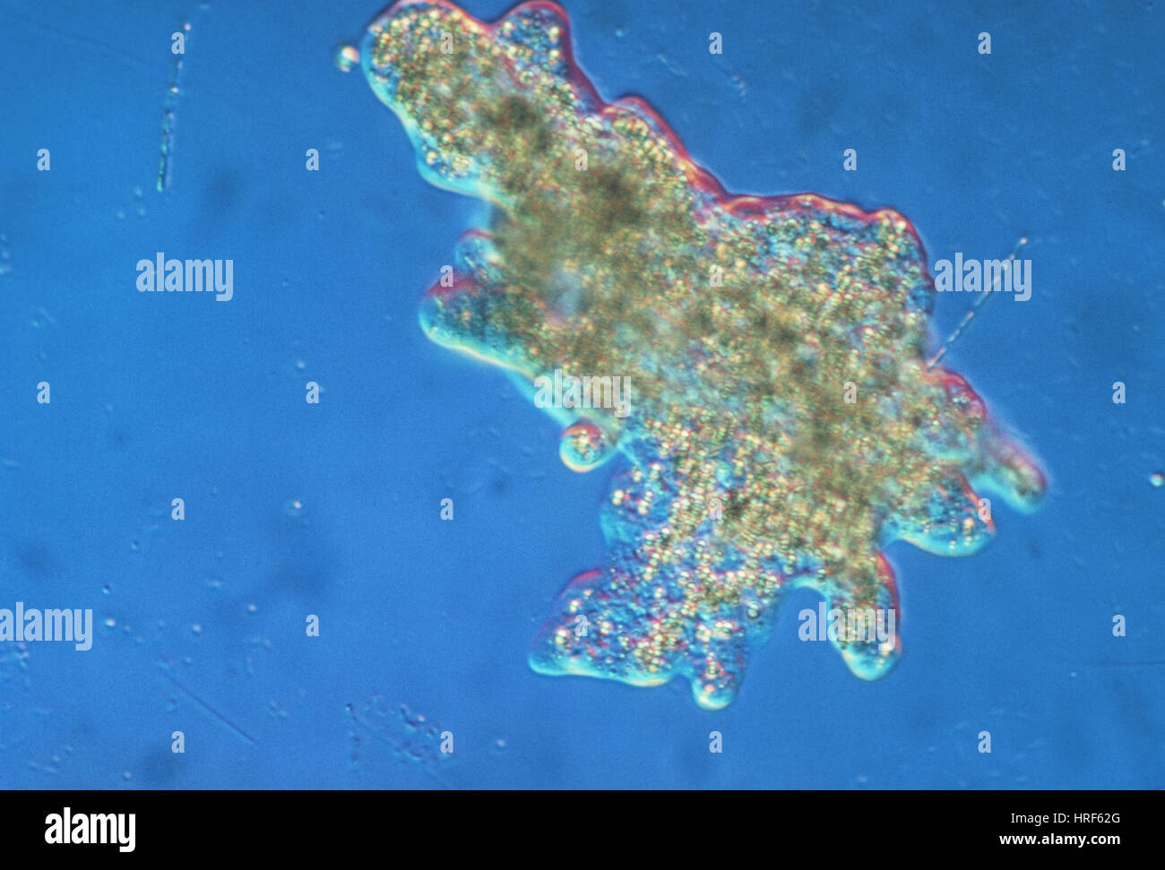 Amoeba proteus hi-res stock photography and images - Alamy