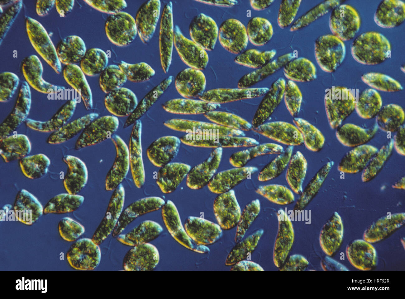 Micrograph of euglena gracilis hi-res stock photography and images - Alamy