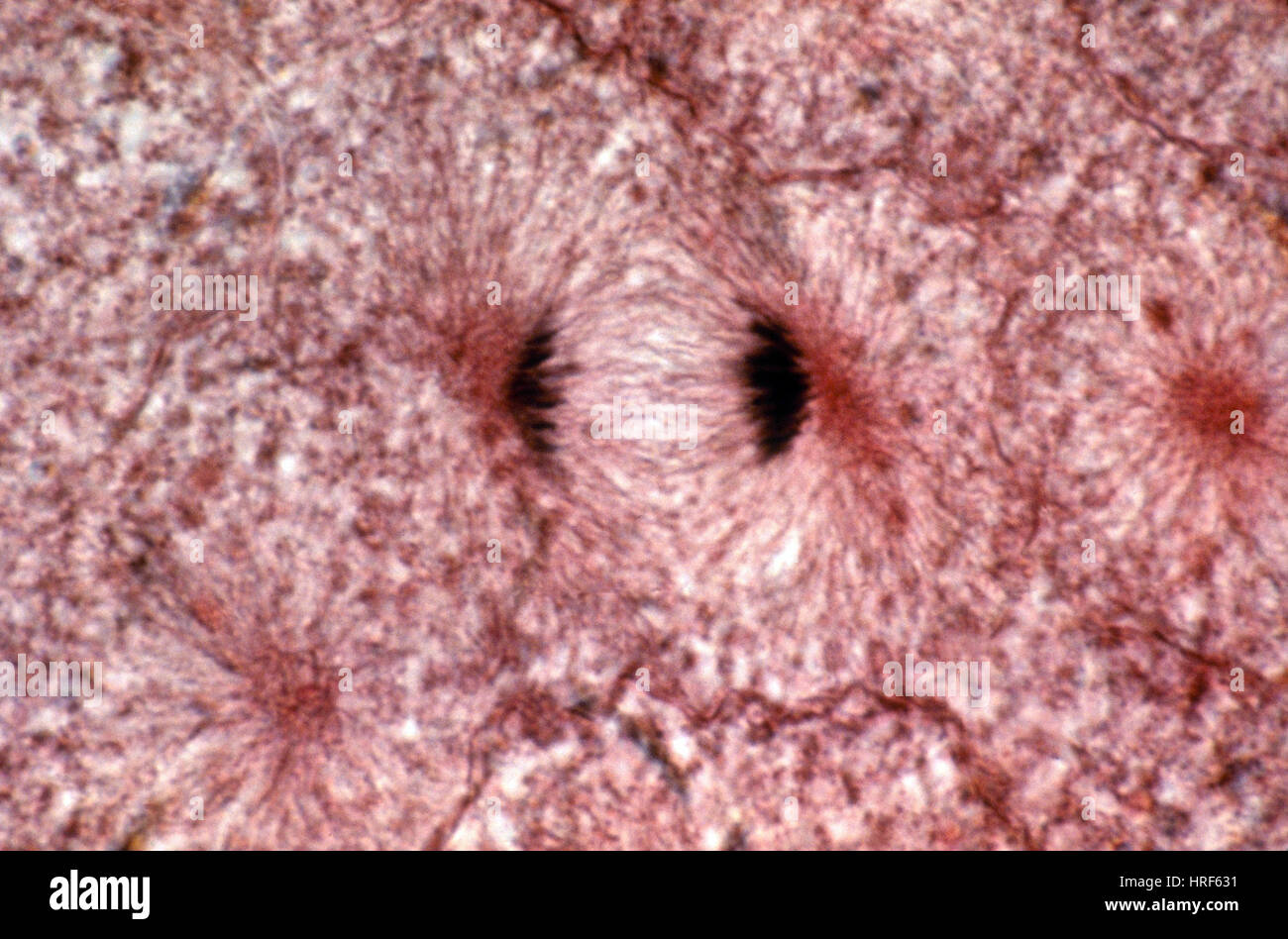 Animal cell organelle micrograph hi-res stock photography and images ...