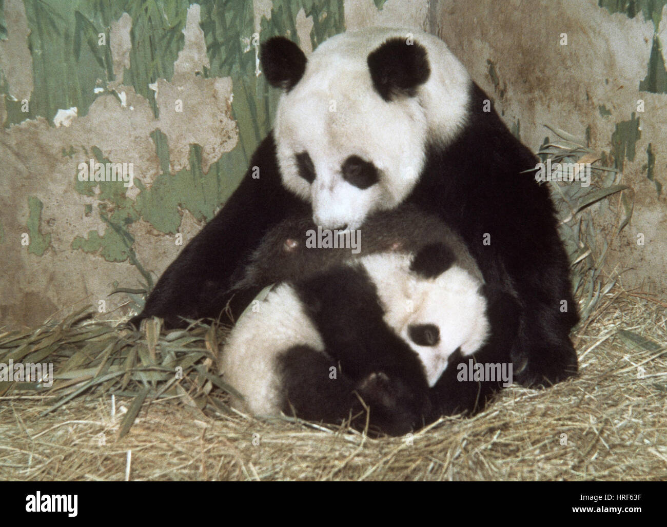 Artificial insemination panda hi-res stock photography and images - Alamy
