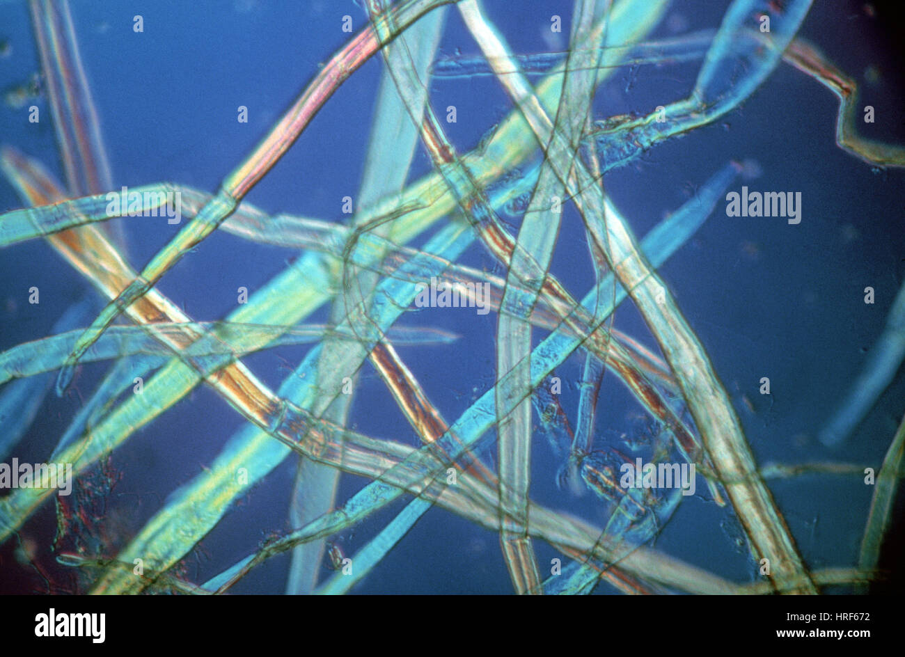 Micrograph paper hi-res stock photography and images - Alamy