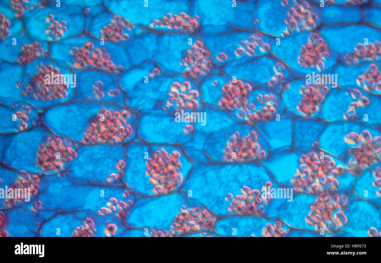 Potato starch micrograph hi-res stock photography and images - Alamy