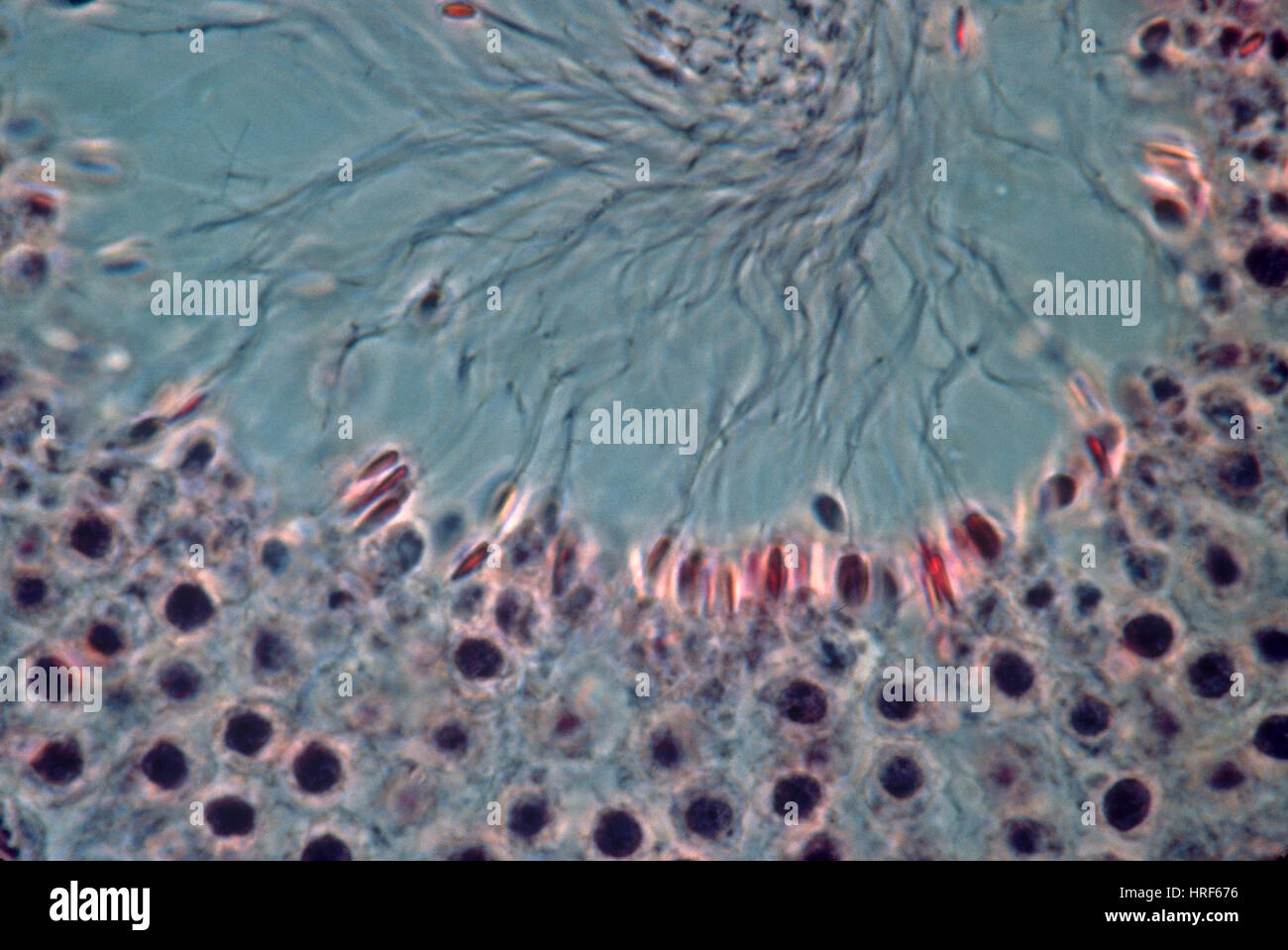 Monkey Testis (LM Stock Photo - Alamy