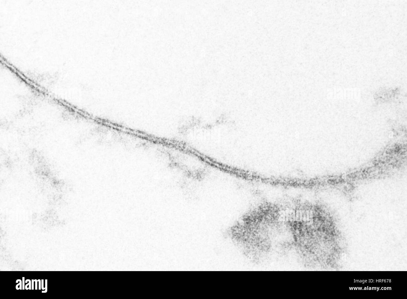 Cell membrane Black and White Stock Photos & Images - Alamy