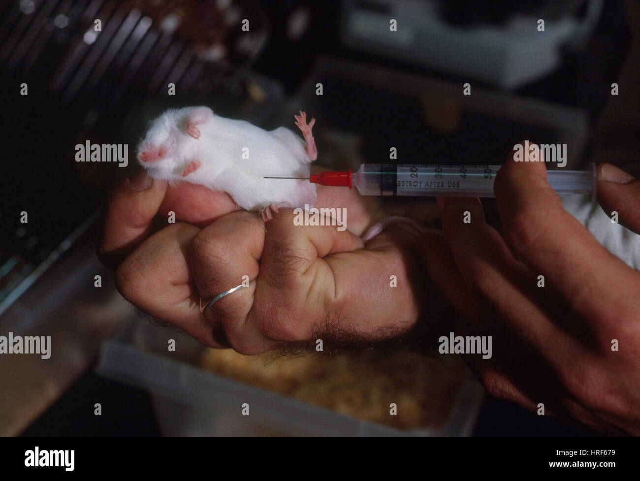 Mouse Receiving Injection Stock Photo - Alamy